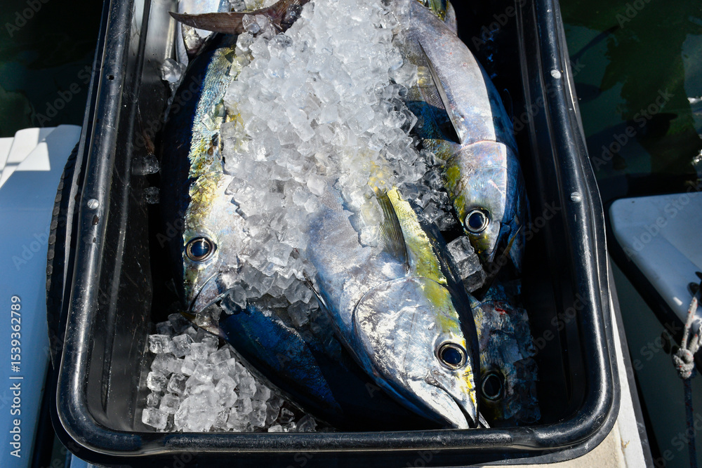 Blackfin tuna on ice from a full day fishing boat charter in Florida ...