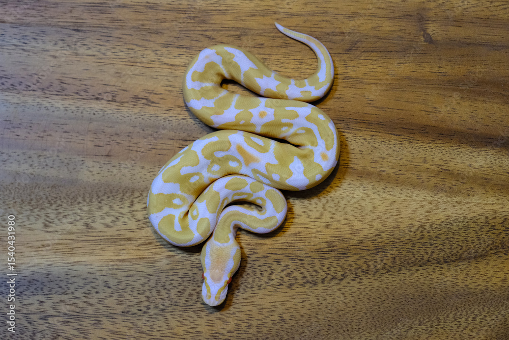 ภาพถ่าย Stock ball python snake reptile. The royal serpent. Beginner ...