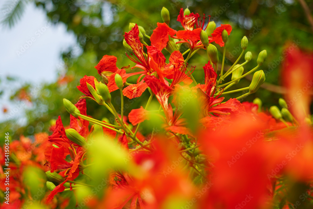 Summer red Delonix regia flowers in Thailand. Delonix regia flower ...