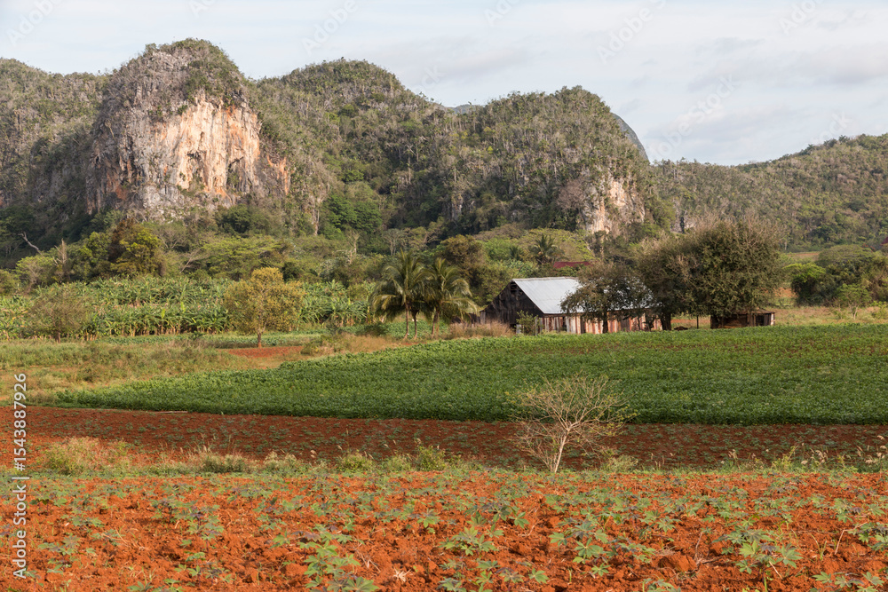 Cuba, Vinales Valley. Tobacco farm, cigar production. Tobacco fields ...