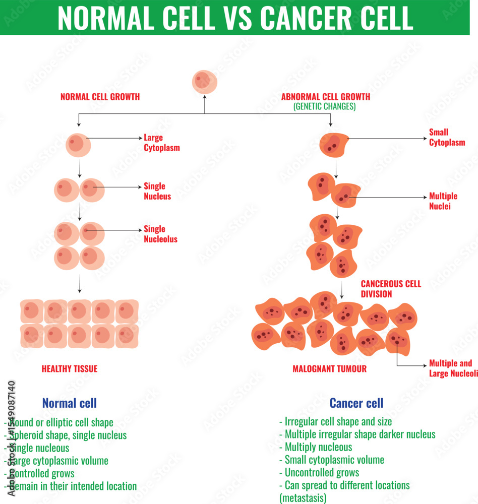 Vector de Stock Normal Cell vs Cancer Cell Key Differences Explained ...