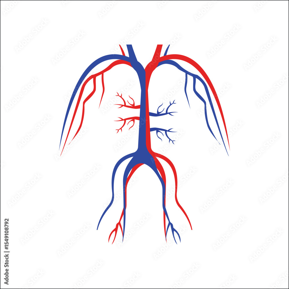 Circulatory System Illustration: A vivid illustration depicting the ...