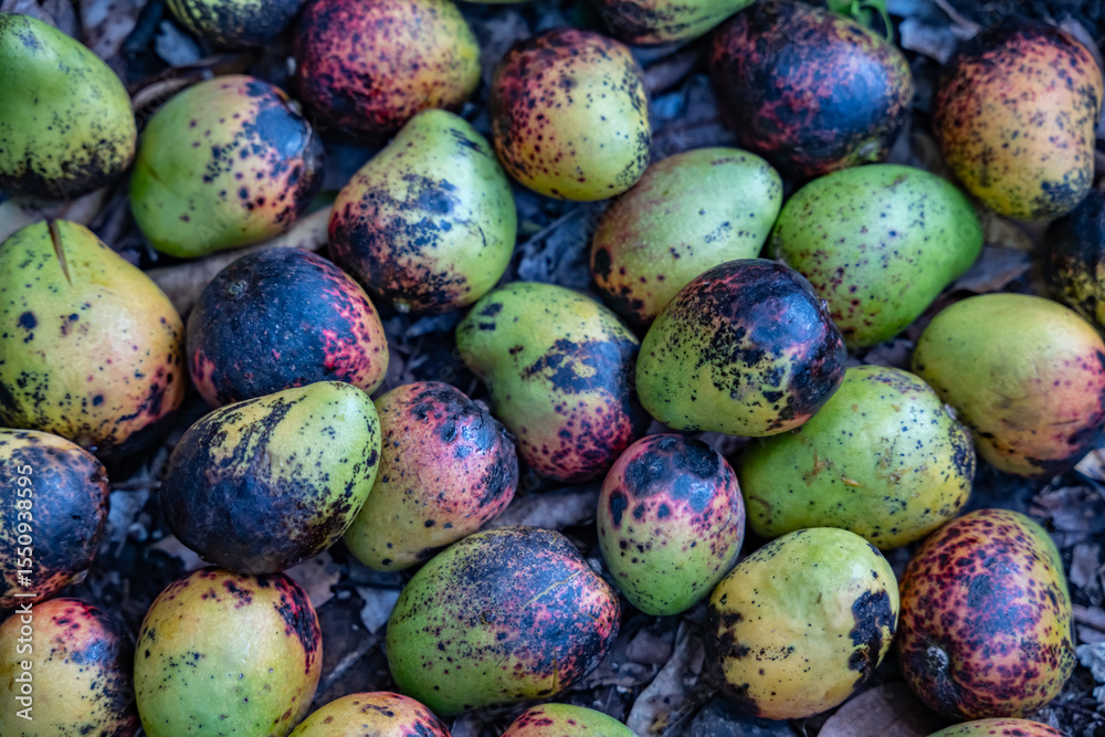 Mangoes fallen in the forest，Mangifera indica, mango, is an evergreen ...