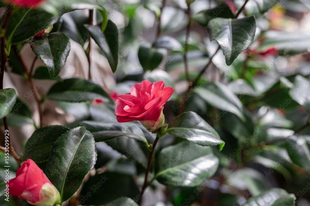 Camellia japonica. Japanese camellia is a plant of the tea family ...