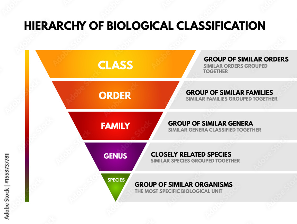 Infographic of the Hierarchy of Biological Classification, showing ...