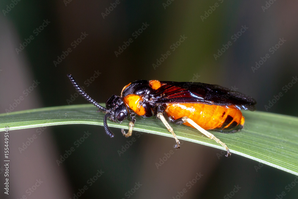 Photo Stock Cattle-Poisoning Sawfly (Lophyrotoma interrupta) - Side ...