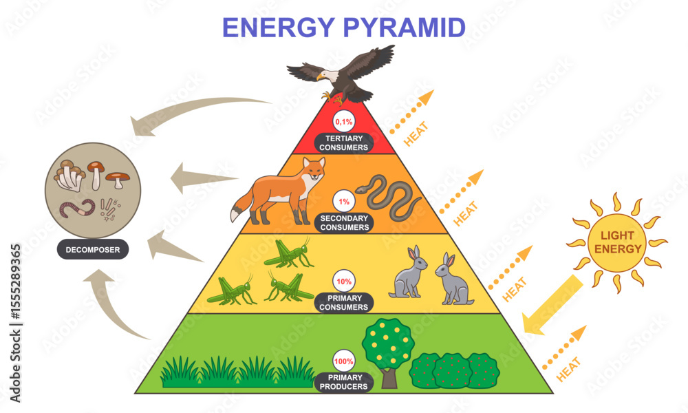 Energy pyramid diagram. Educational infographic with food chain from ...