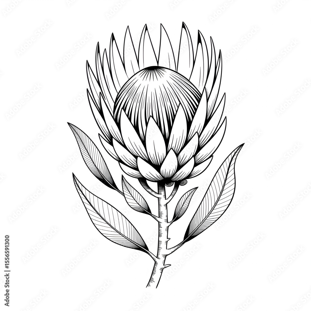 Protea flower coloring page line art Stock Vector | Adobe Stock