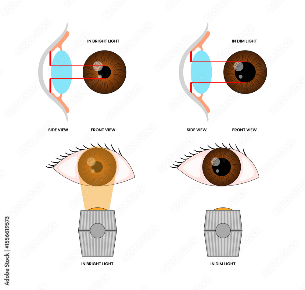 Стоковое векторное изображение «Pupil Size in Different Lighting ...