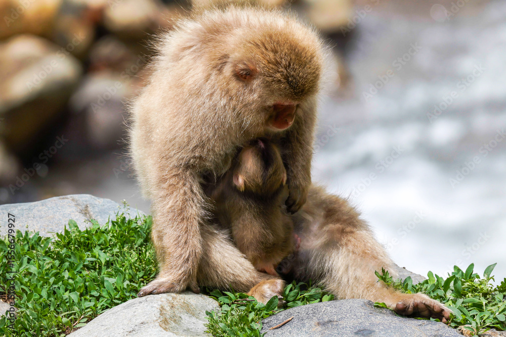 Beautiful mother and baby Japanese Macaques sitting by the river in ...