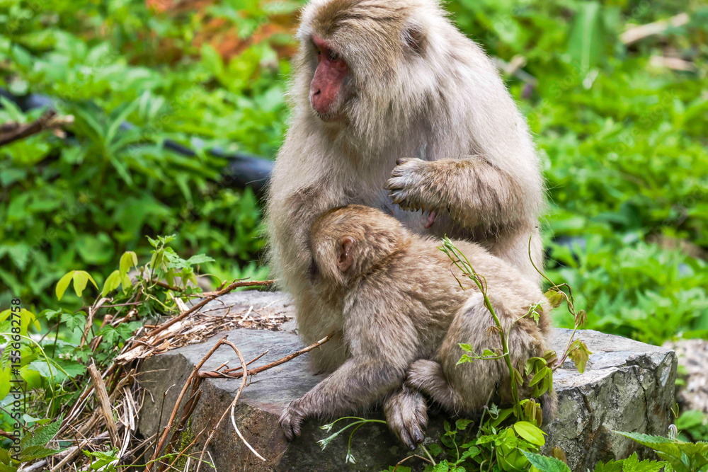 Japanese Macaque mother grooming her baby at Jigokudani monkey park in ...