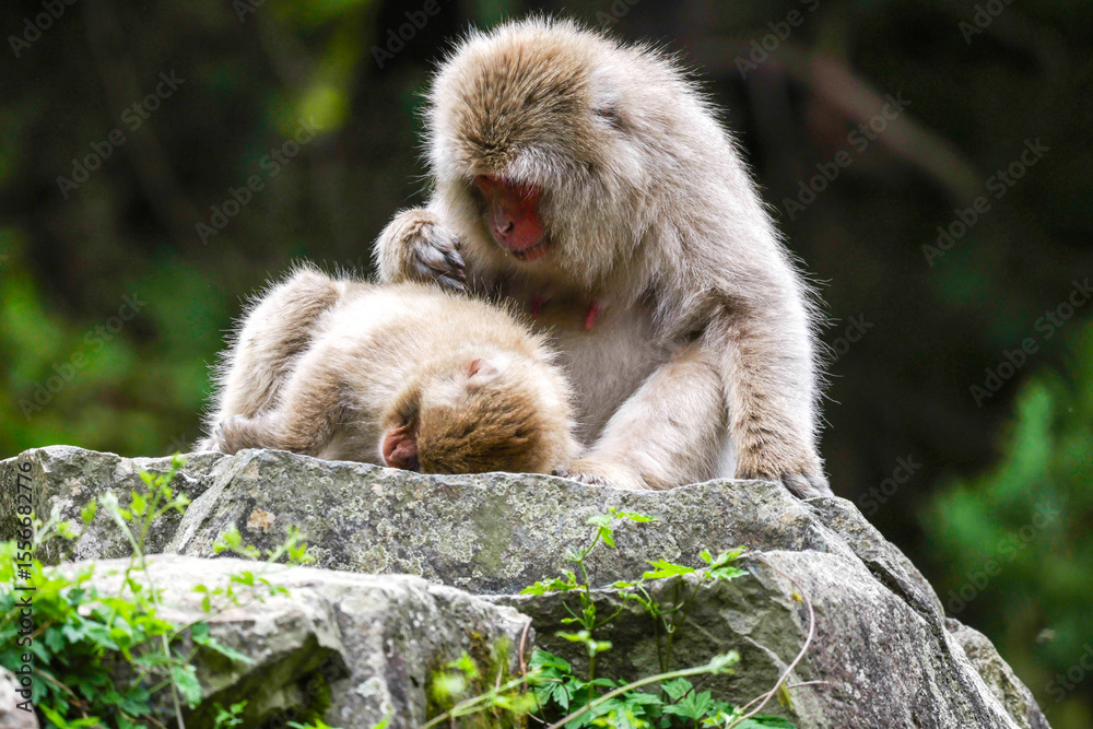 Japanese Macaque mother grooming her baby at Jigokudani monky park in ...