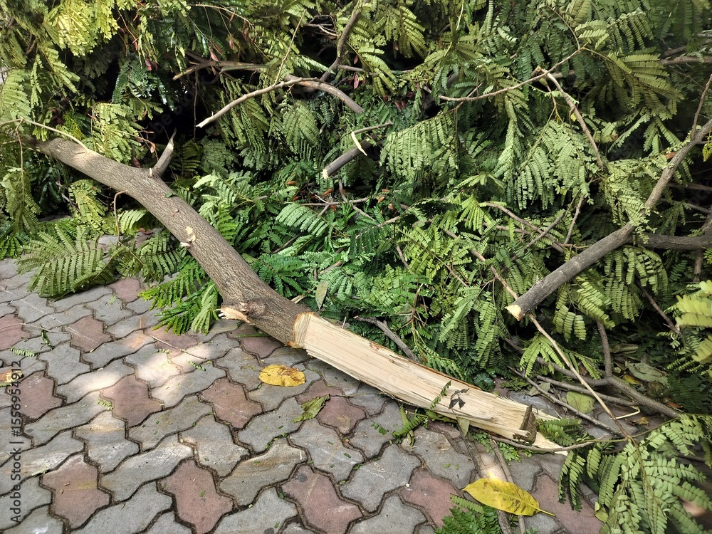 Uprooted trees and branches with leaves after a storm or natural ...