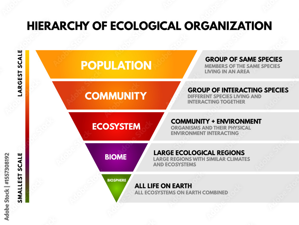 Educational infographic showing the hierarchy of ecological ...