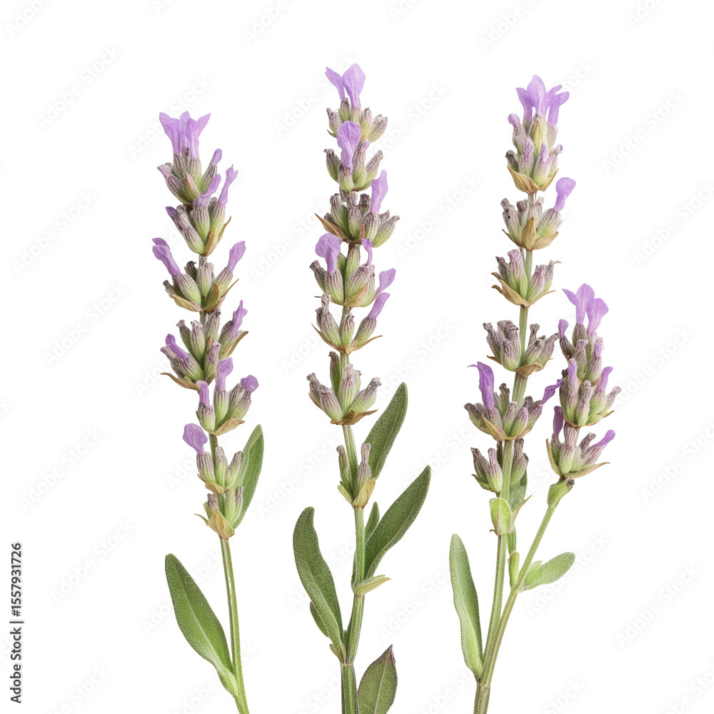 Lavandula Pedunculata - Blooming Lavandula pedunculata flower on ...