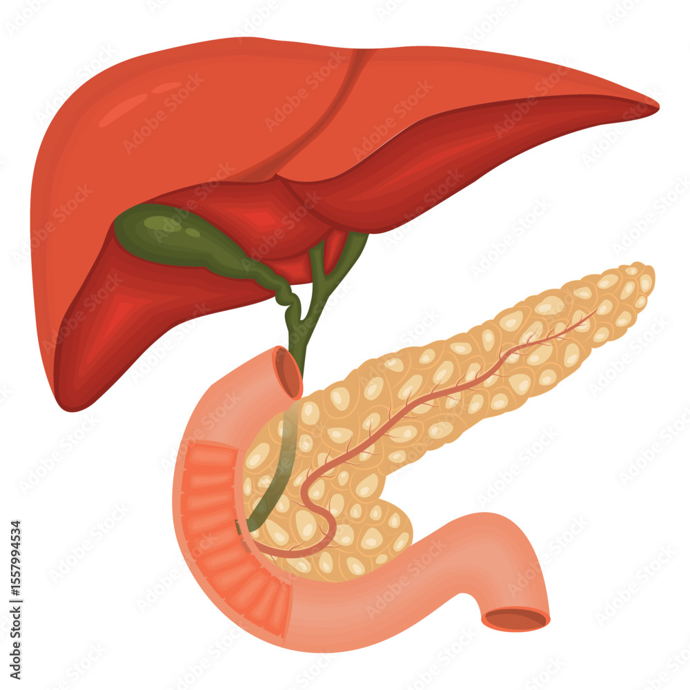 Human Digestive System Anatomy with Liver, Gallbladder, Pancreas, and ...