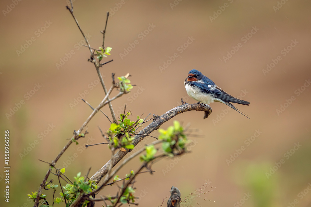 Barn Swallow standing on a branch shrub in Greater Kruger National park ...