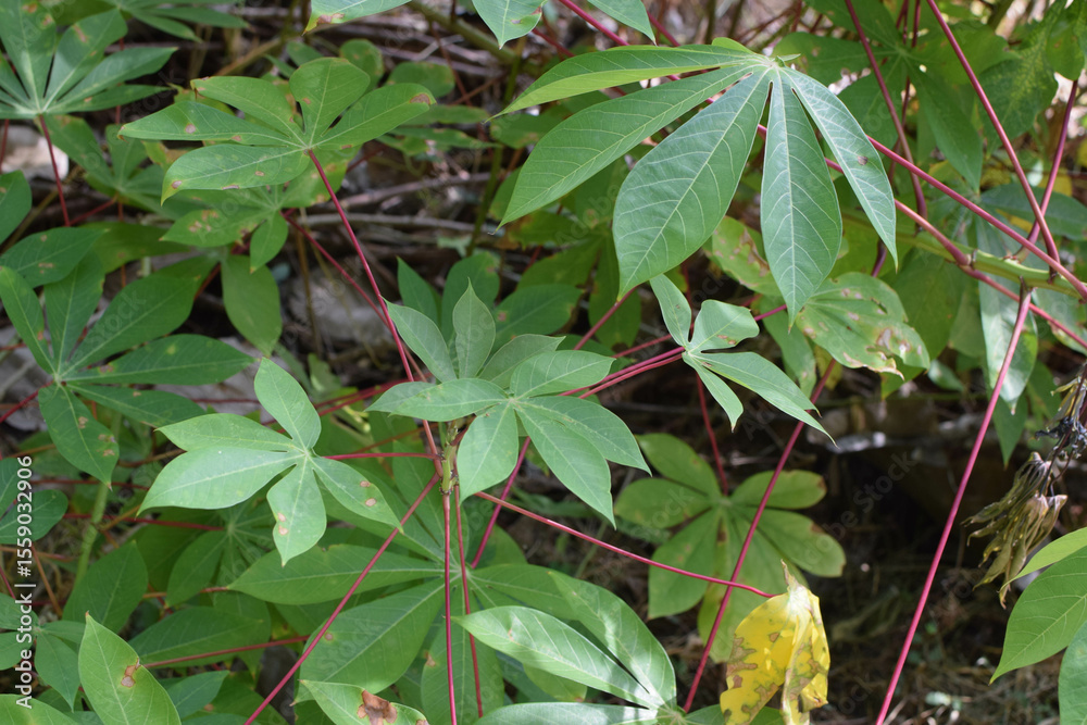 Cassava Plant (Manihot esculenta) with Manyokka Leaves. Manioc Leaves ...