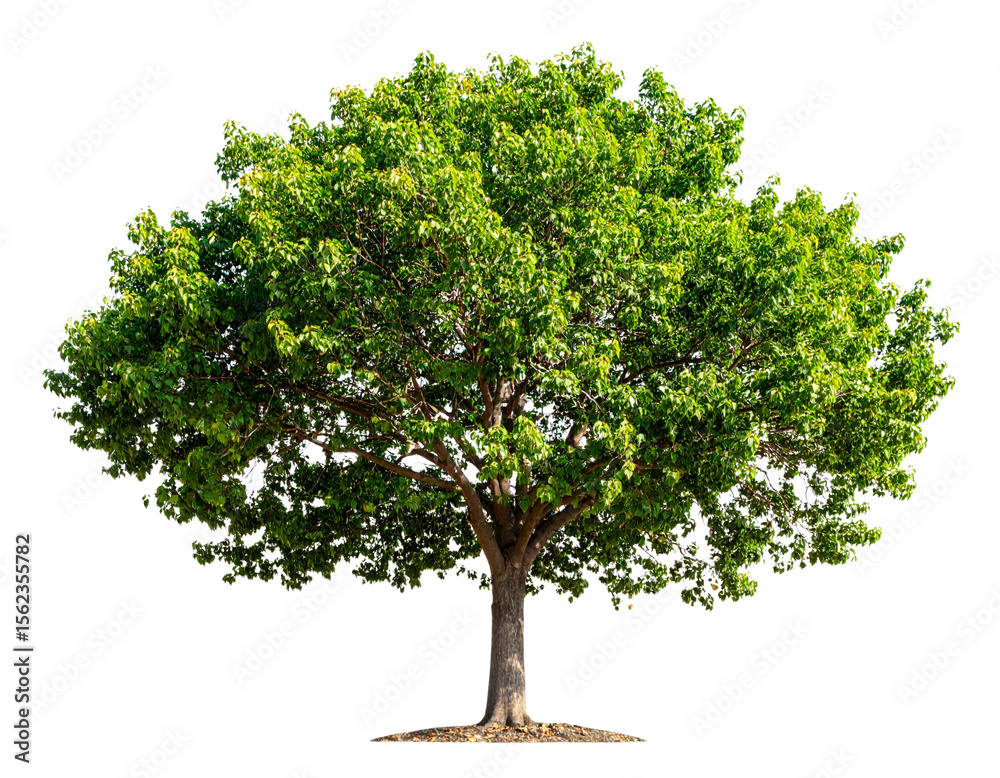 Stock-Foto „Large Bothi tree or Pipal tree on transparent background ...