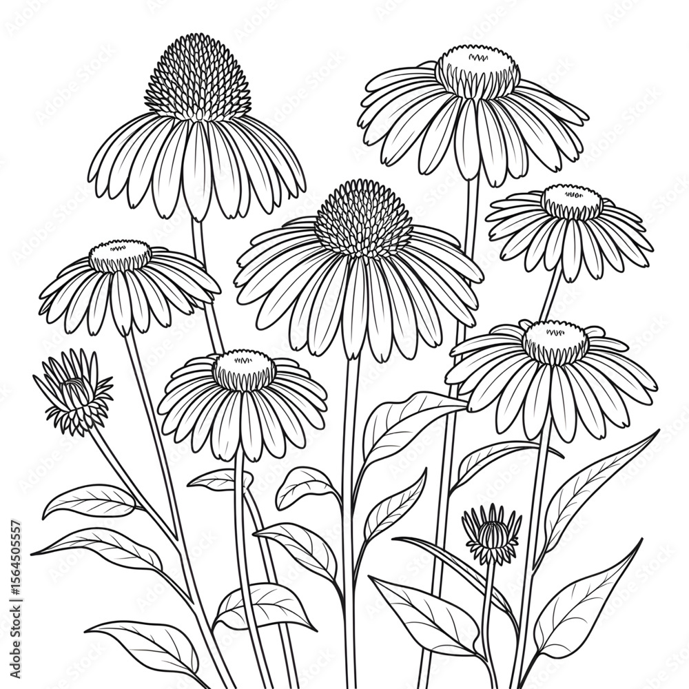 Illustration vector of a coneflower line drawing coloring page Stock ...