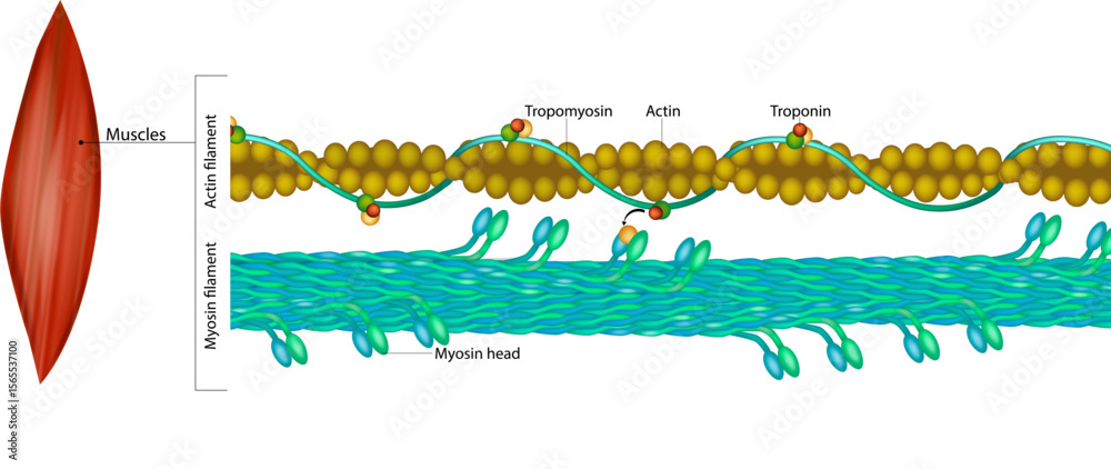 Molecular Structure of Actin and Myosin Filaments in Muscle Contraction ...