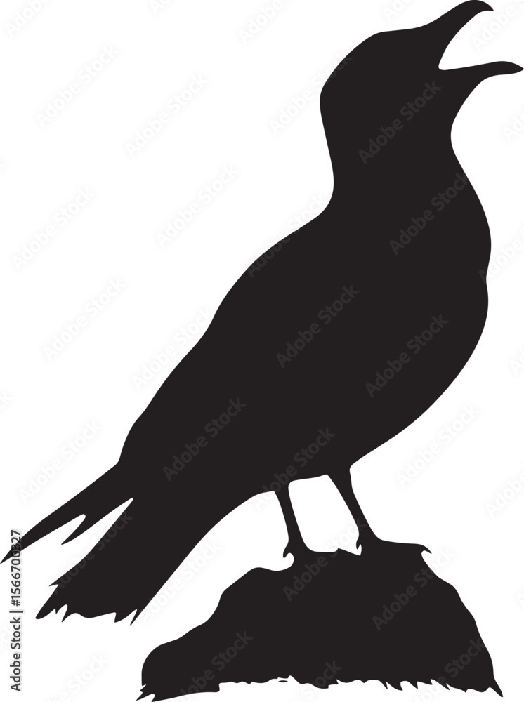 Seagull Calling Beak open head tilted back letting out a loud call ...