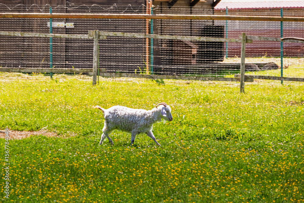 A young goat walks through a grassy pasture dotted with yellow ...