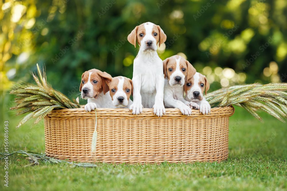 english pointer puppy