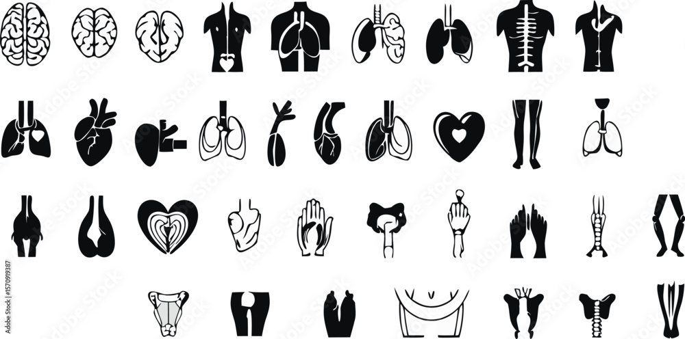Human Anatomy Line Art: Brain, Heart, Lungs, Larynx, Trachea, Spine ...