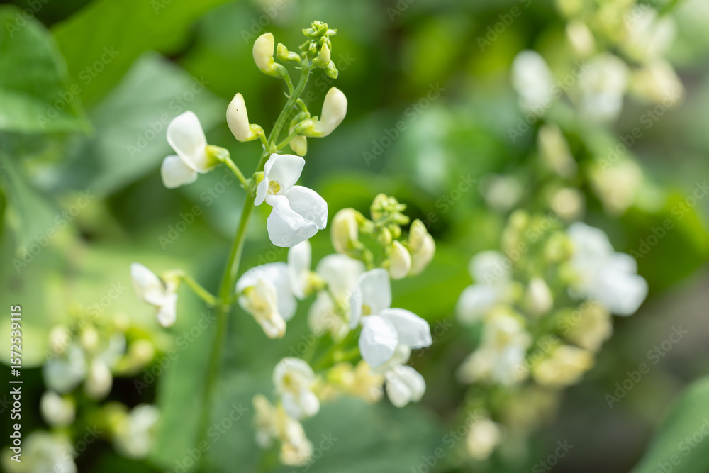 Flowers of green bean on a bush. Beans growing on the field. Plants of ...