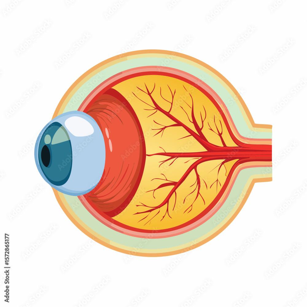 Anatomy of Vision: A detailed, illustrative depiction of the human eye ...