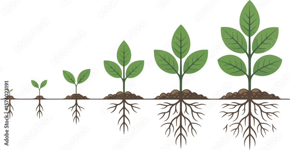 A sequence of plant growth stages from seedling to mature plant with ...
