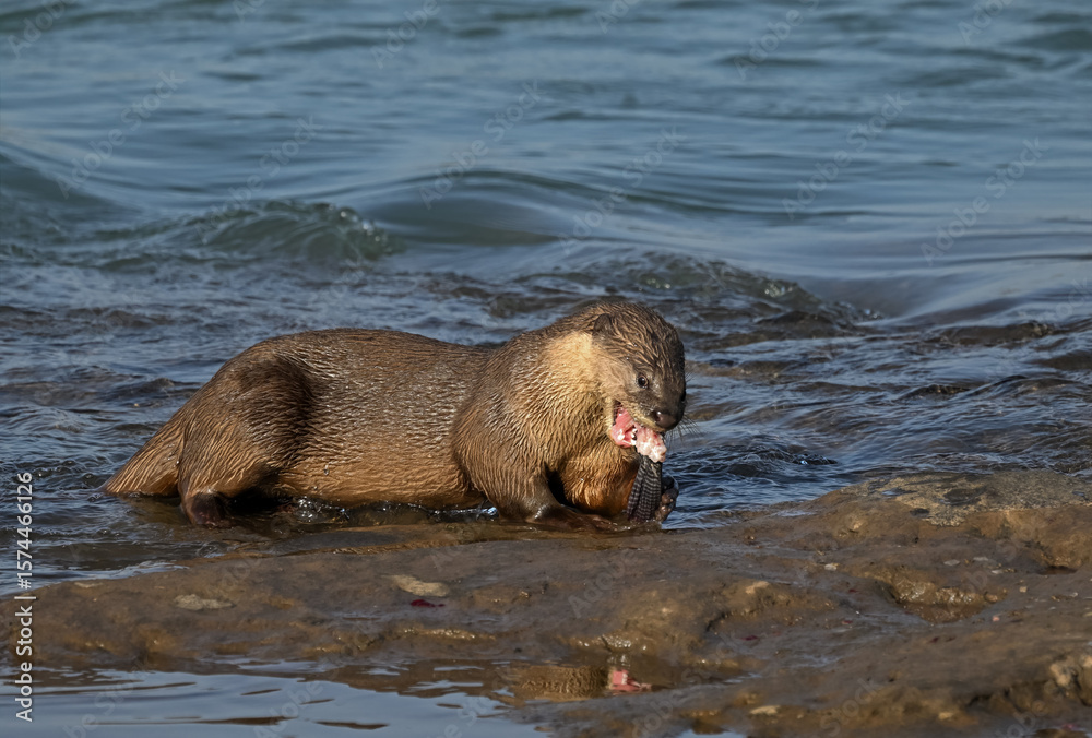 Smooth-coated otter is a freshwater otter species from regions of South ...