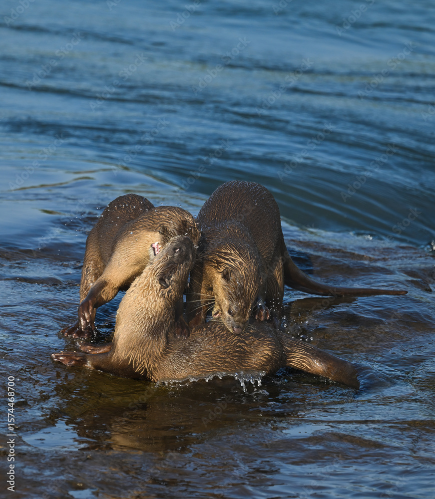 Smooth-coated otter is a freshwater otter species from regions of South ...