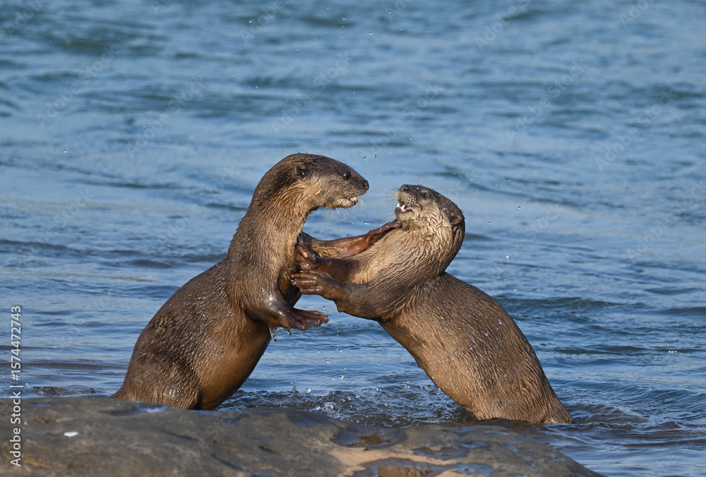 Smooth-coated otter is a freshwater otter species from regions of South ...