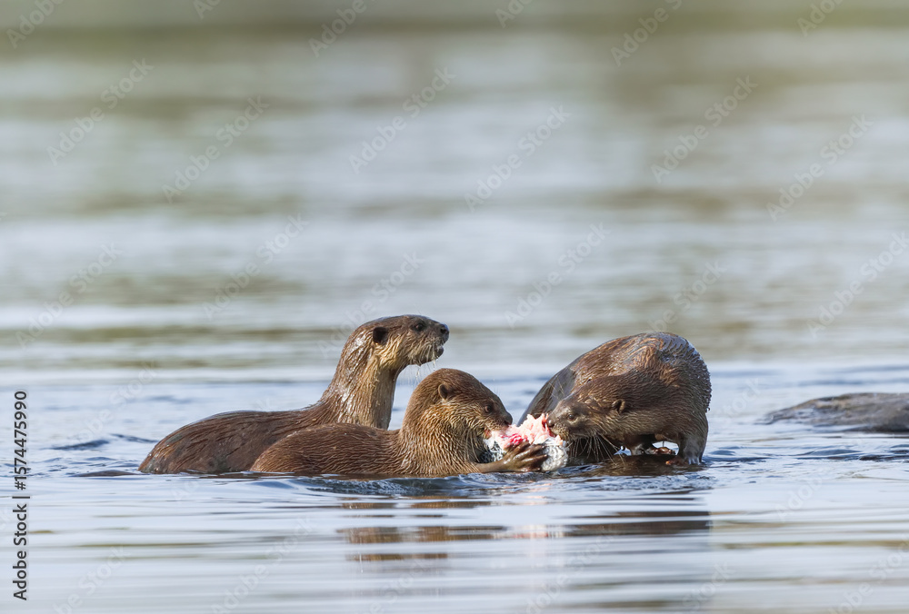 Smooth-coated otter is a freshwater otter species from regions of South ...
