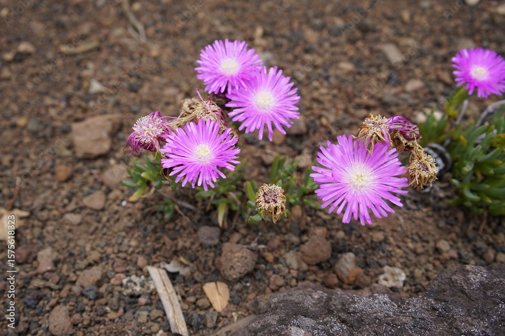Lampranthus multiradiatus, synonyms including Lampranthus roseus, known ...