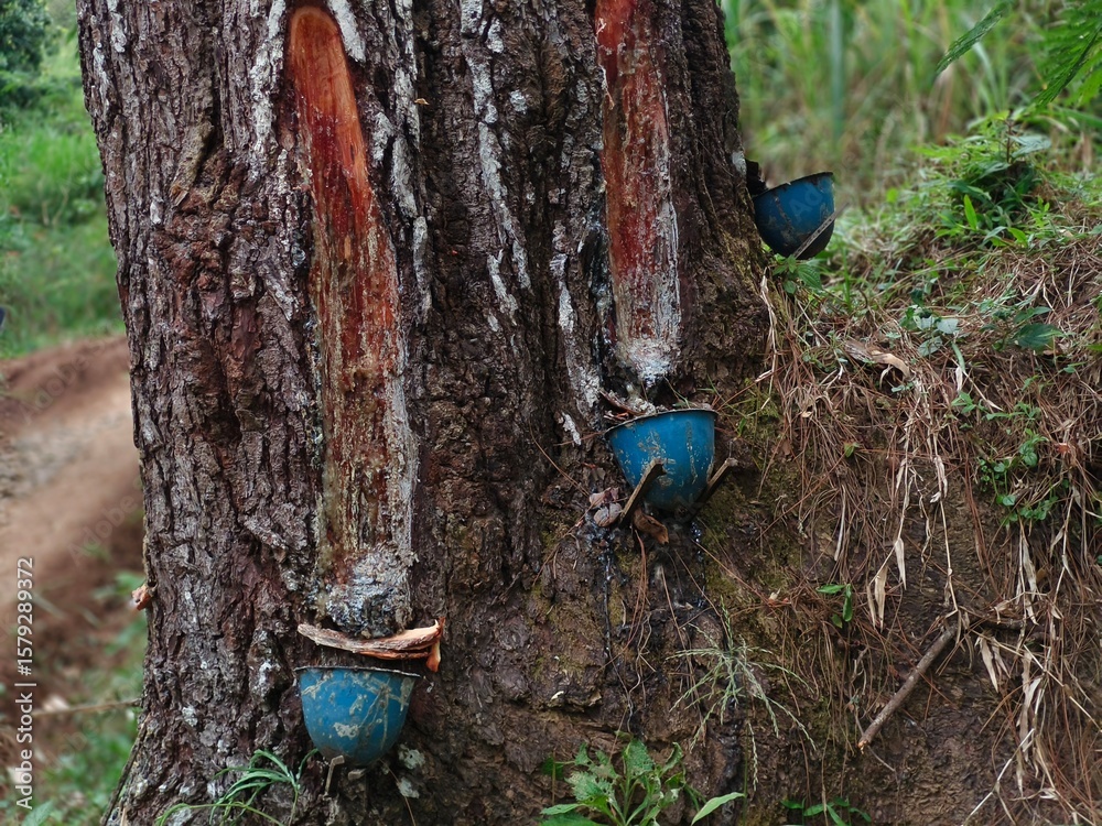 harvesting pine trees, The former method of harvesting pine trees. Raw ...
