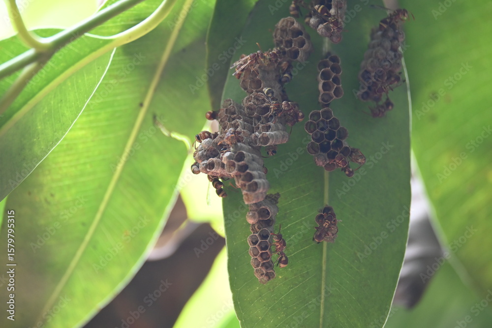 Paper wasps building their nest. Its common names Ropalidia marginata ...