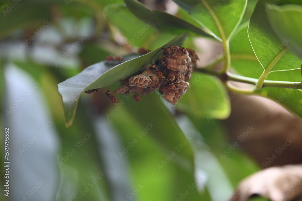 Paper wasps building their nest. Its common names Ropalidia marginata ...