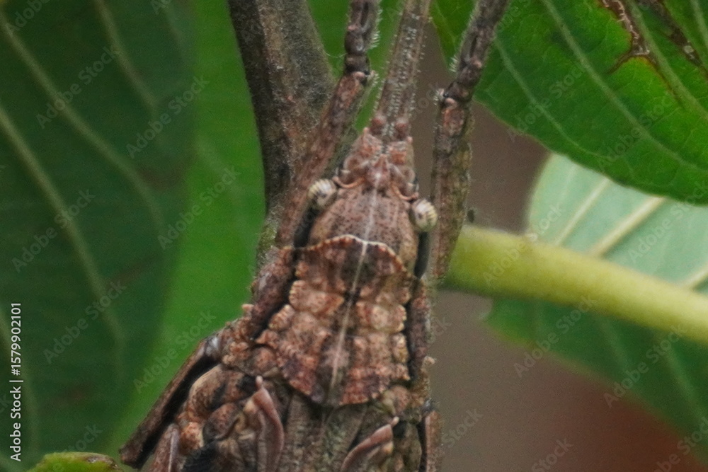 Stick insect is a master of camouflage, resembling twigs, known for its ...