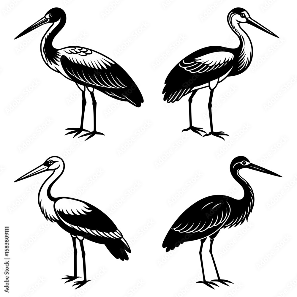 Four elegant storks in black and white standing gracefully on their ...