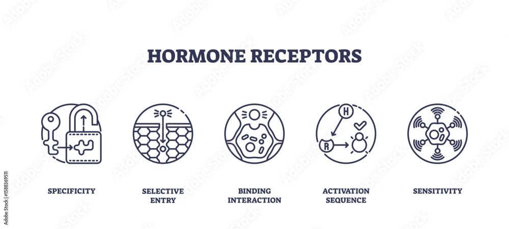 Hormone receptors icons illustrate specificity, selective entry, and ...