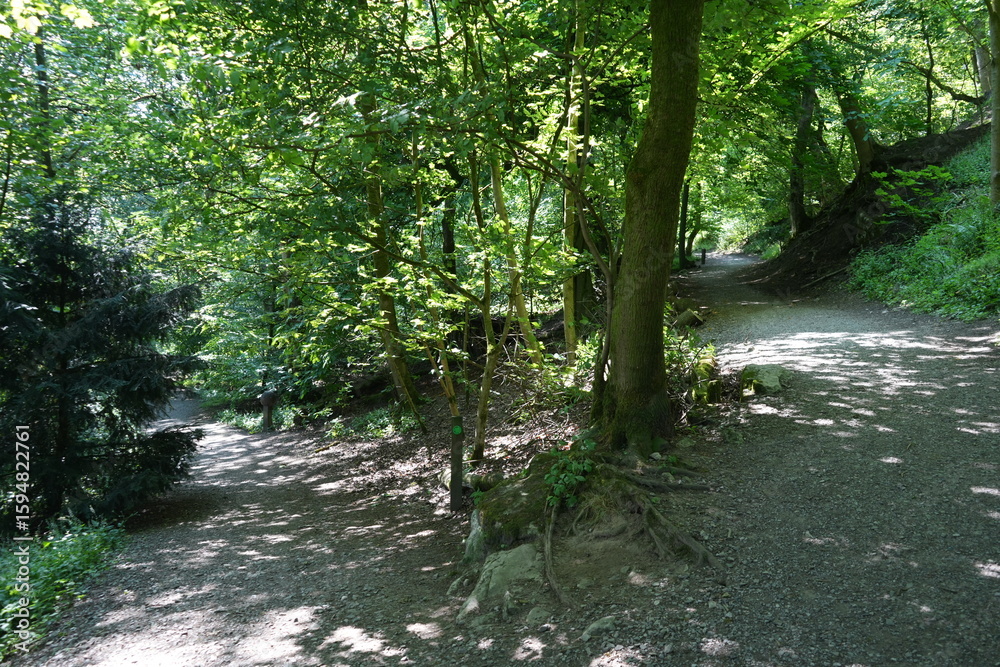 Beautiful sunlit woodland trail with a split path leading to Solomons ...