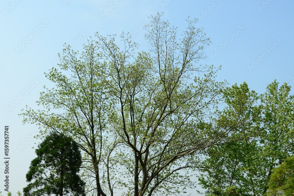 Full growth cycle of the pecan tree including leaves, flowers, and nuts ...