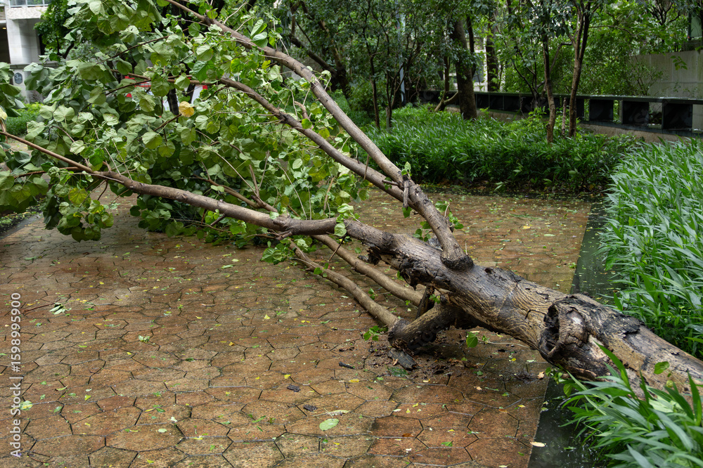broken tree fell down after a strong storm went through at horizontal ...