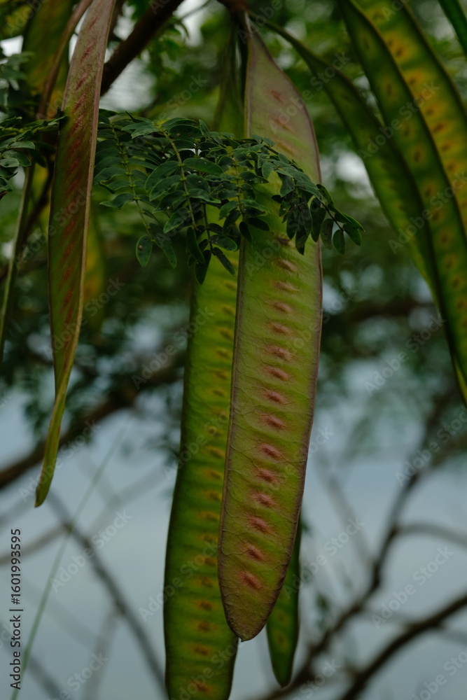 Leucaena leucocephala, also known as petai cina in Indonesia, is a ...