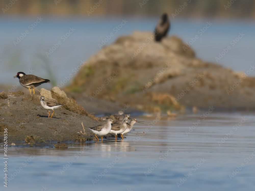 Red-wattled Lapwing Terek Sandpiper two distinct wader species of South ...