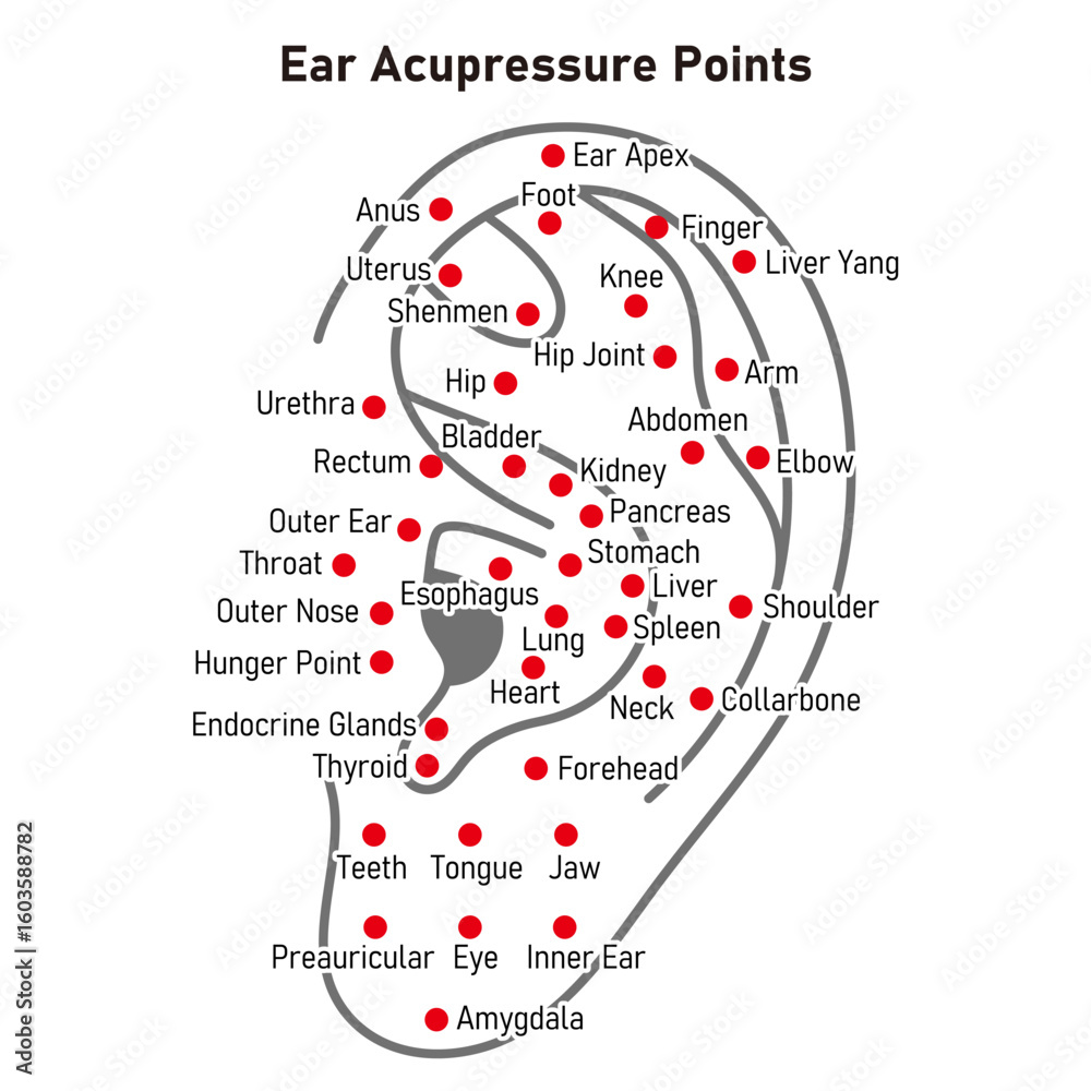 Vector Illustration of Ear Acupuncture Points Chart（in English） Stock ...