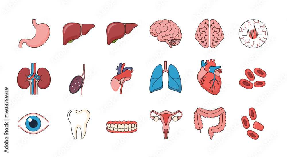 Collection of stylized illustrations of human internal organs and body ...